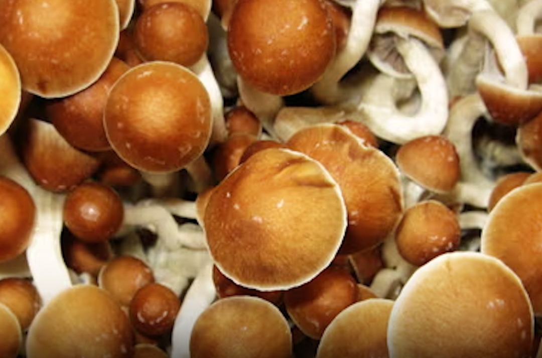 Ekspertët paralajmërojnë për rreziqet e shëndetit mendor pas rritjes së ...